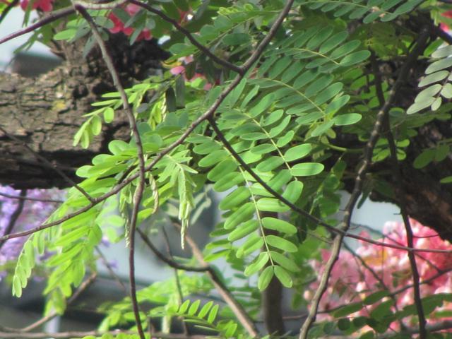 Cassia – eFlora of India